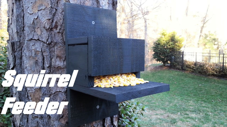 25 Free Homemade DIY Squirrel Feeder Plans
