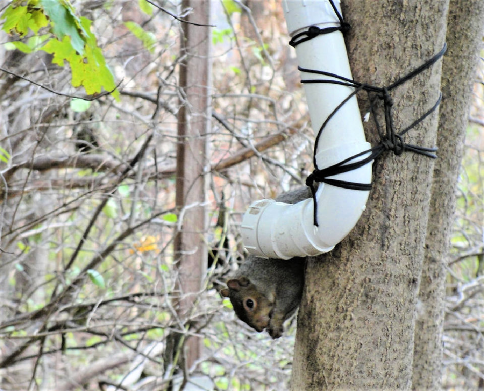 25 Free Homemade DIY Squirrel Feeder Plans