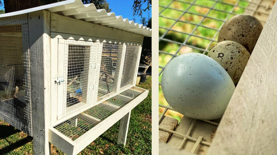 20 Homemade DIY Quail Cage Plans and Ideas