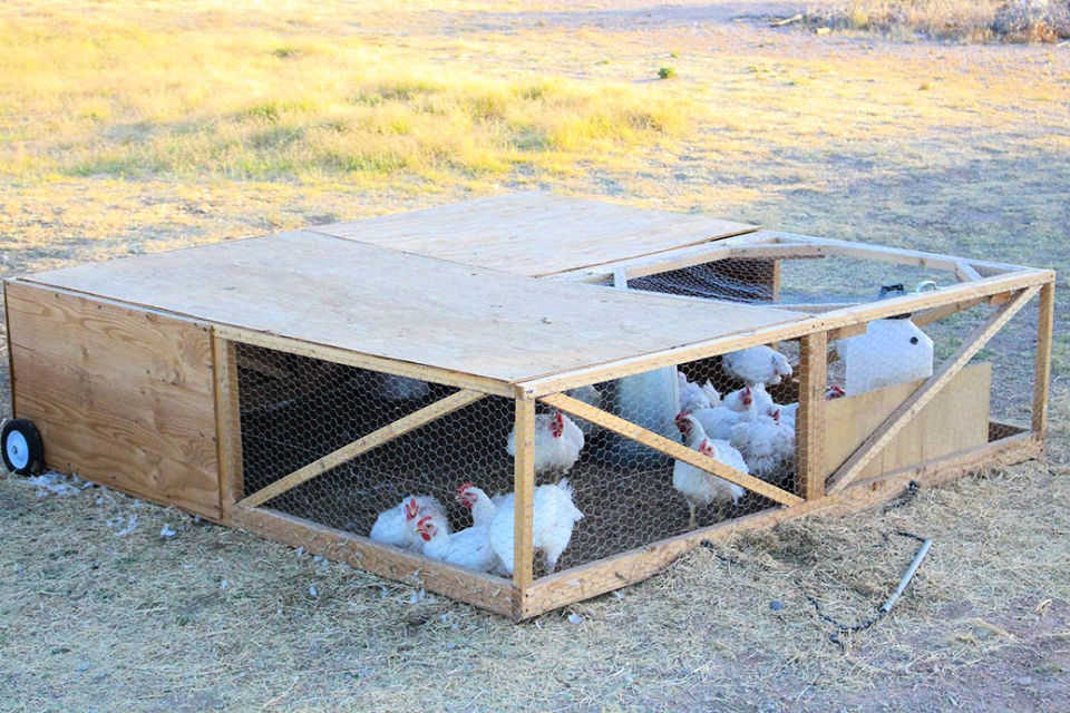 25 Free DIY Chicken Tractor Plans and Ideas to Build