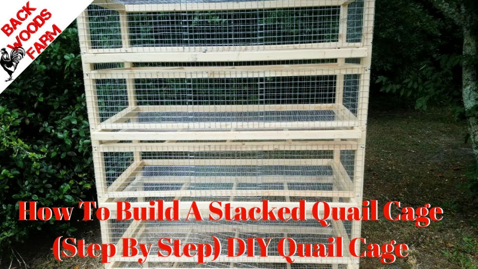 20 Homemade DIY Quail Cage Plans and Ideas