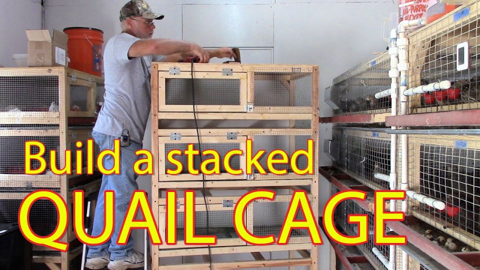 20 Homemade DIY Quail Cage Plans and Ideas