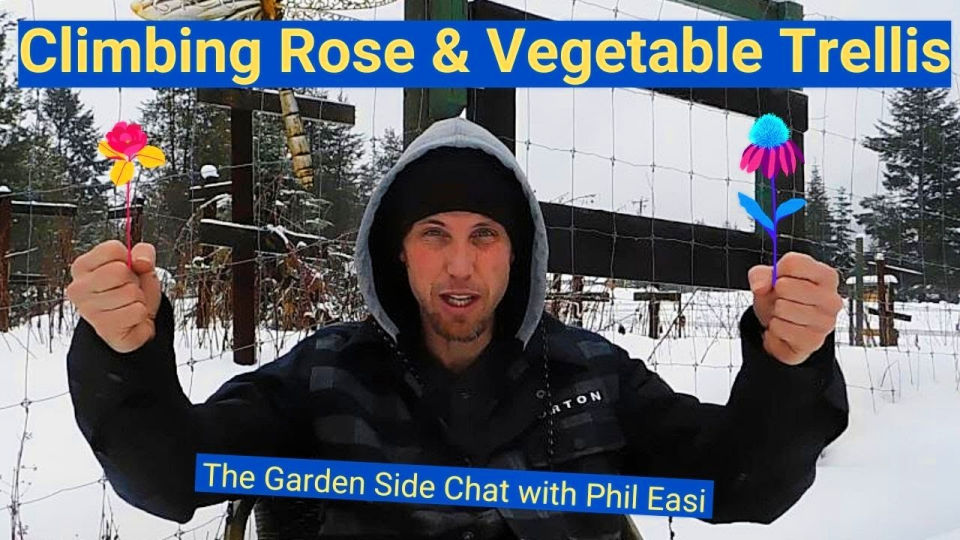 15 DIY Rose Trellis Ideas: Build a Climbing Rose Support