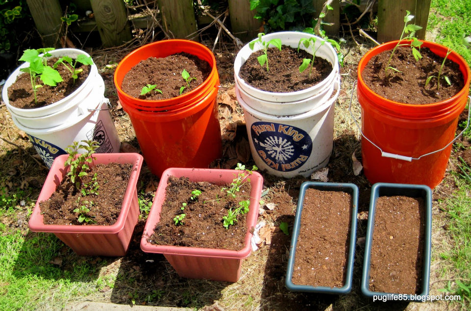 25 Easy DIY Vegetable Garden Ideas to Build