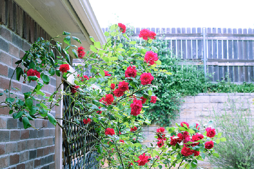 15 DIY Rose Trellis Ideas: Build a Climbing Rose Support