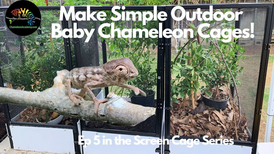 16 Homemade DIY Chameleon Cage Ideas