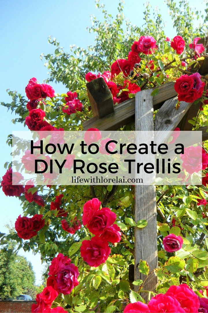 15 DIY Rose Trellis Ideas: Build a Climbing Rose Support