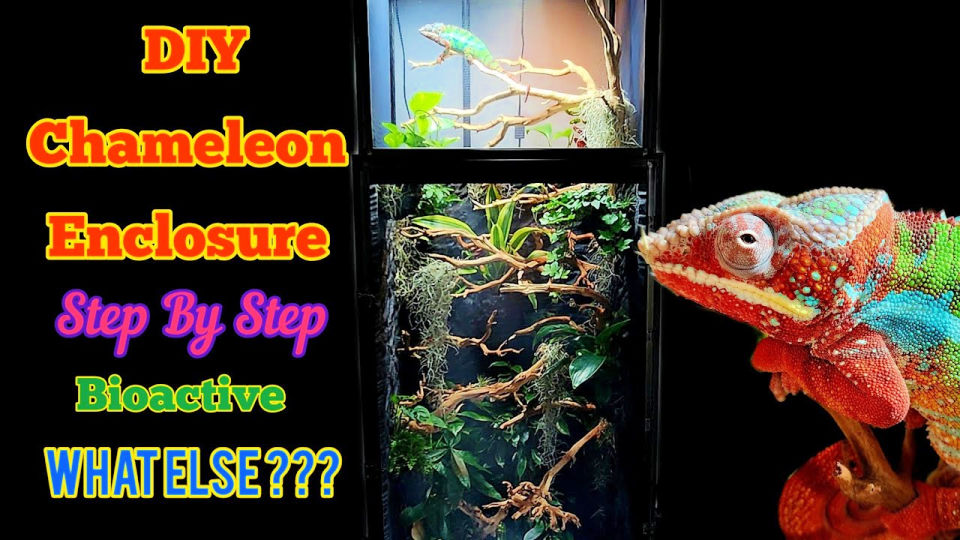 16 Homemade DIY Chameleon Cage Ideas