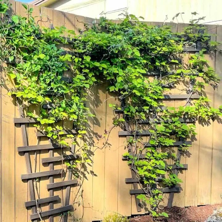 15 DIY Rose Trellis Ideas: Build a Climbing Rose Support