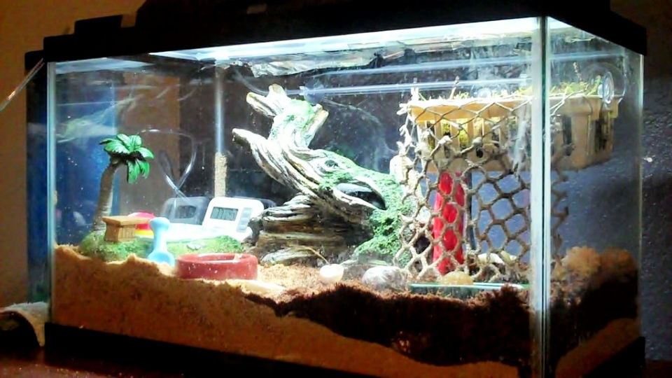 17 DIY Hermit Crab Tank Ideas: Learn How To Make