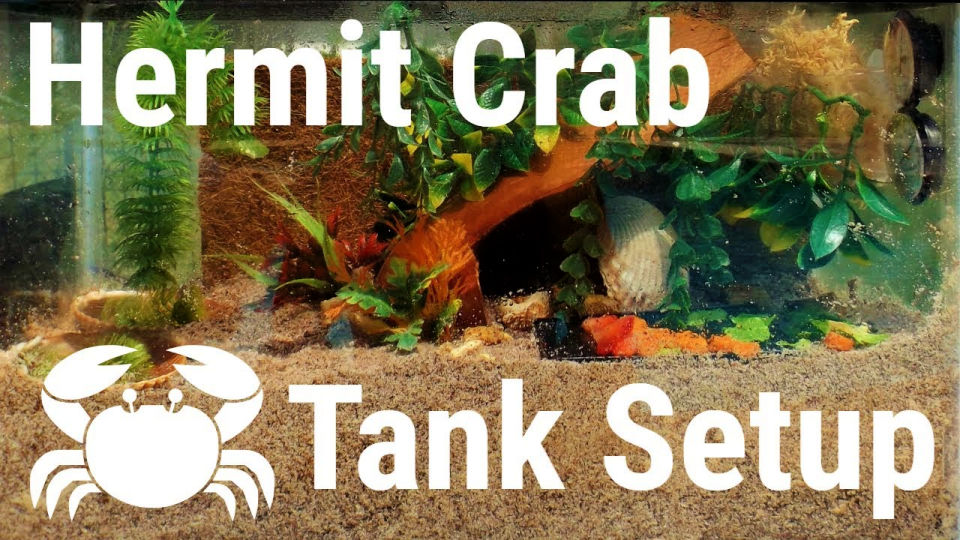 17 DIY Hermit Crab Tank Ideas: Learn How To Make
