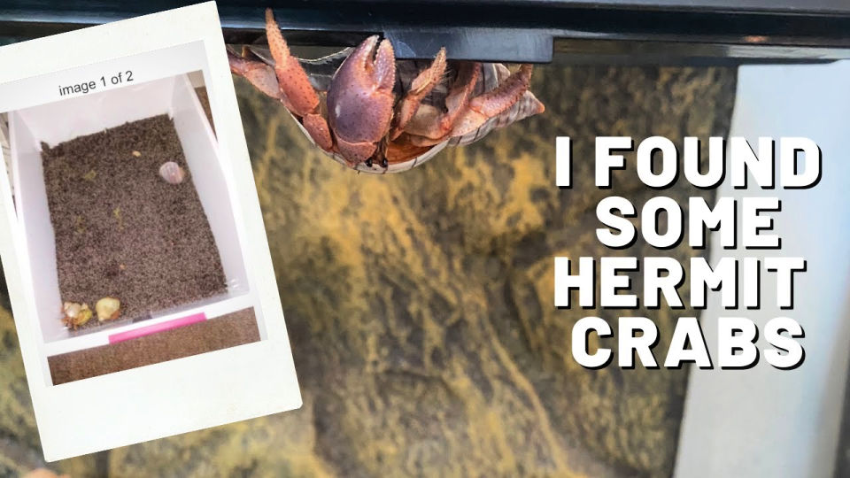 17 DIY Hermit Crab Tank Ideas: Learn How To Make