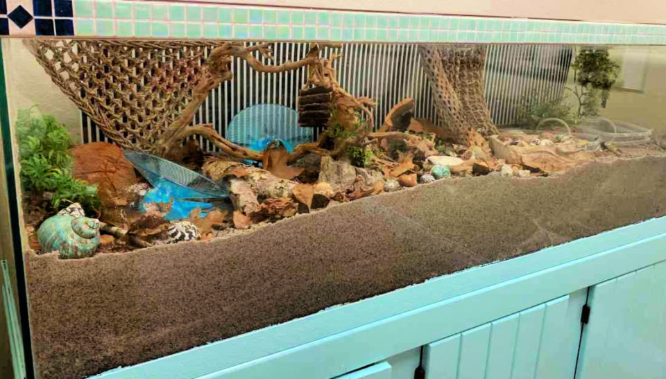 17 DIY Hermit Crab Tank Ideas: Learn How To Make