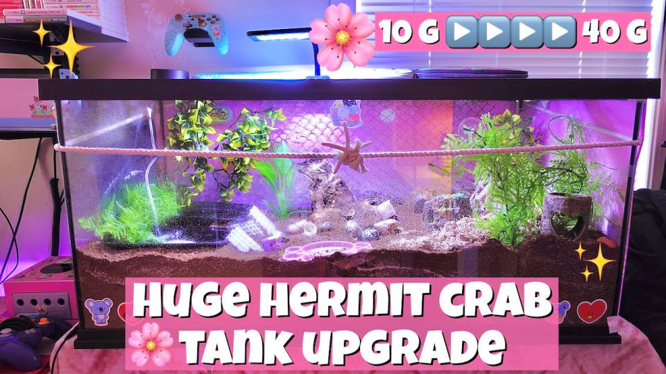 17 DIY Hermit Crab Tank Ideas: Learn How To Make