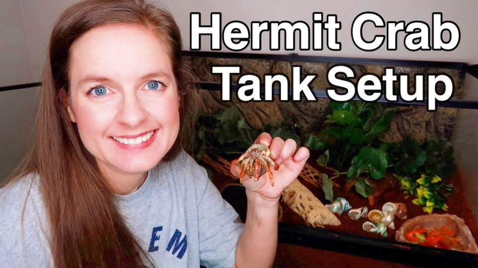 17 DIY Hermit Crab Tank Ideas: Learn How To Make